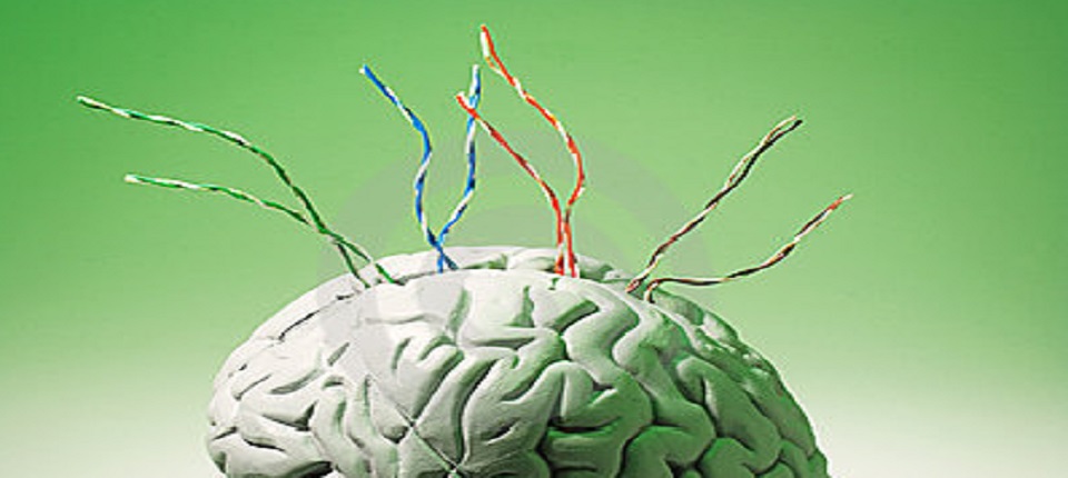 Brain Wiring
